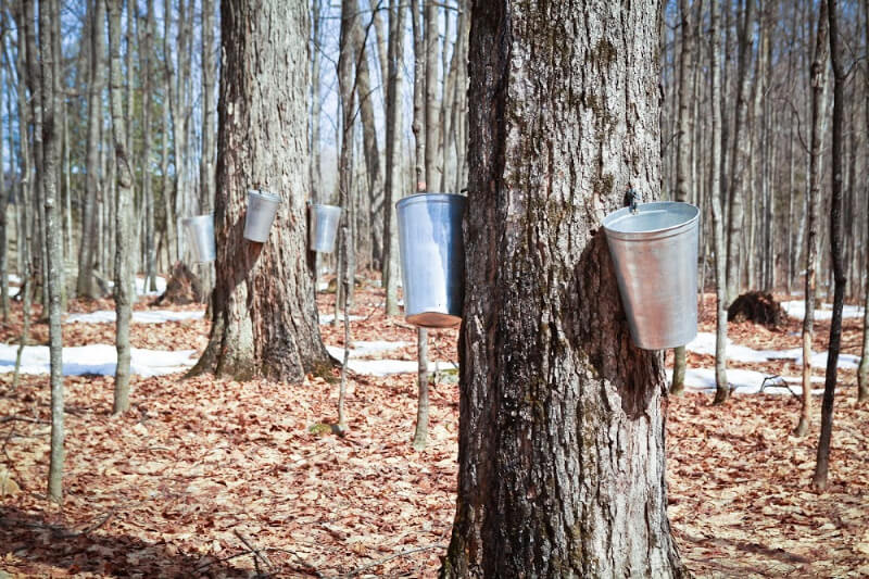 How to Make Homemade Maple Syrup: Tapping Your Maple Trees - Our ... How to Make Homemade Maple Syrup: Tapping Your Maple Trees - Our ...