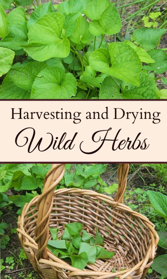 Harvesting and Drying Wild Herbs - Our Heritage of Health