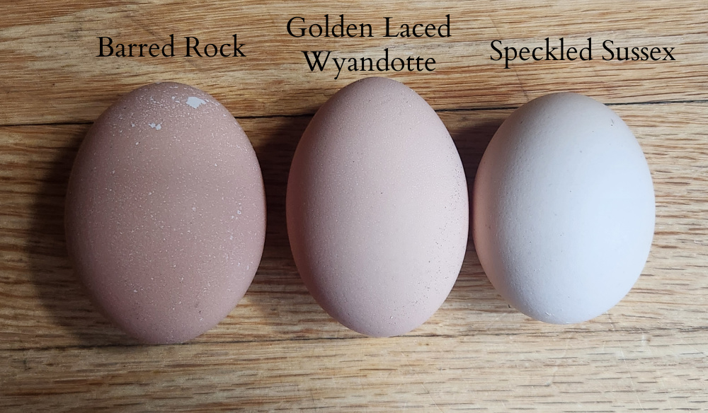 How Many Eggs Will Three Backyard Chickens Lay In A Year? - Our ...