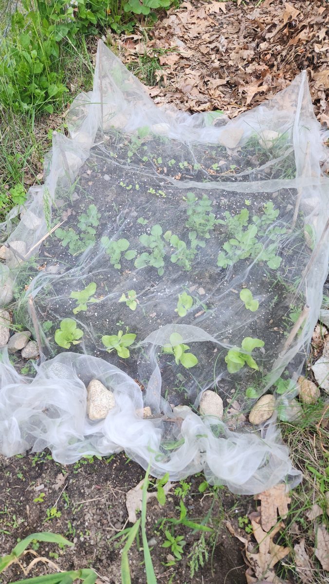 Easy and Cheap DIY Cover to Protect Lettuce from Pests - Our Heritage ...