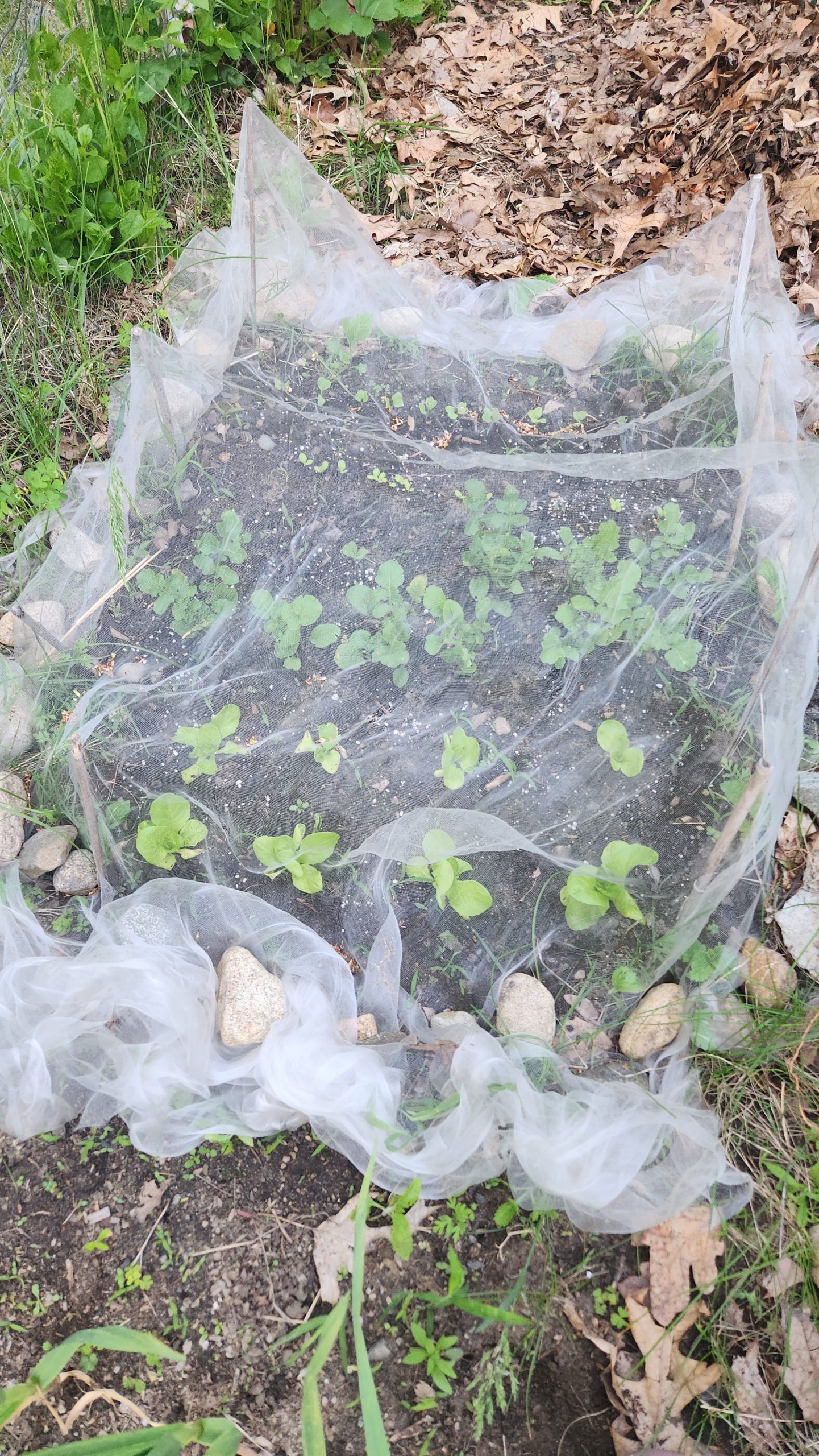 Easy and Cheap DIY Cover to Protect Lettuce from Pests - Our Heritage ...