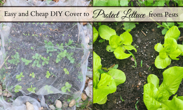 Gardening - Our Heritage of Health