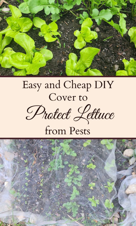 Easy and Cheap DIY Cover to Protect Lettuce from Pests - Our Heritage ...