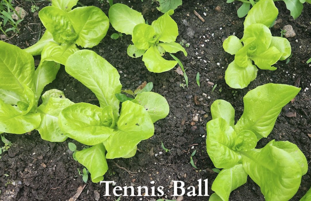 The Best Heirloom Vegetable Varieties for a Backyard Garden - Our ...