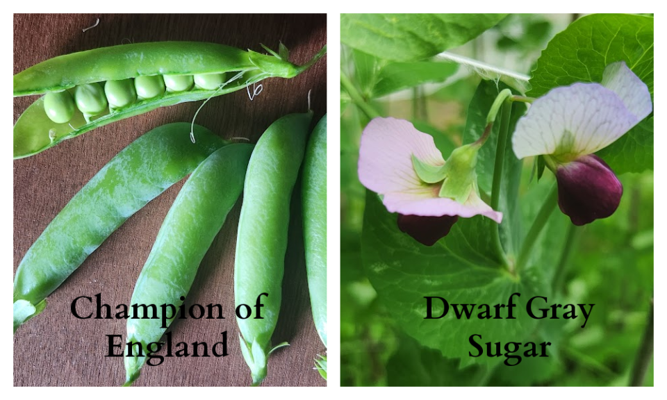 The Best Heirloom Vegetable Varieties for a Backyard Garden - Our ...