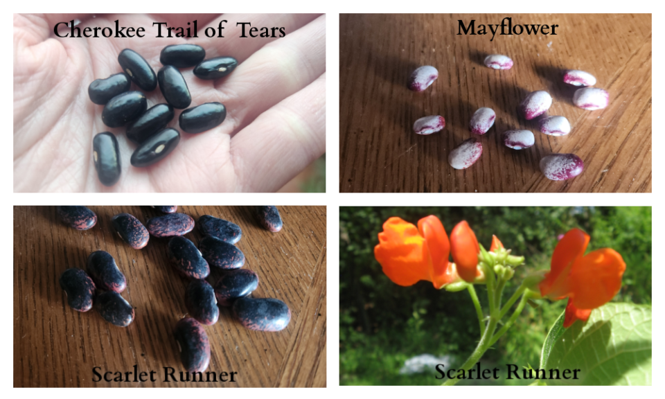 The Best Heirloom Vegetable Varieties for a Backyard Garden - Our ...