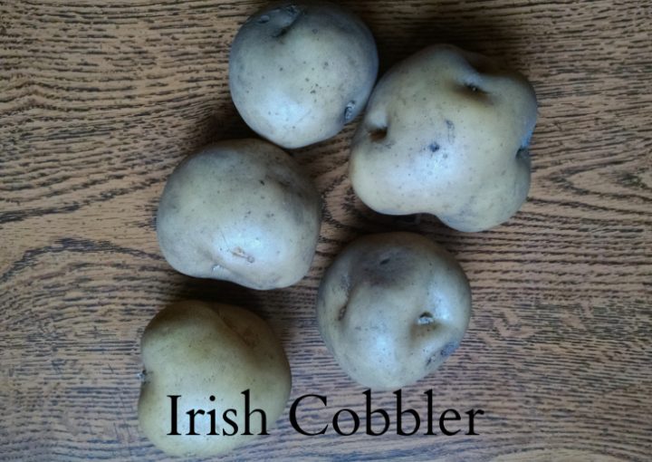 The Best Heirloom Vegetable Varieties for a Backyard Garden - Our ...