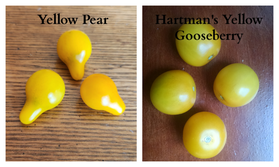 The Best Heirloom Vegetable Varieties for a Backyard Garden - Our ...